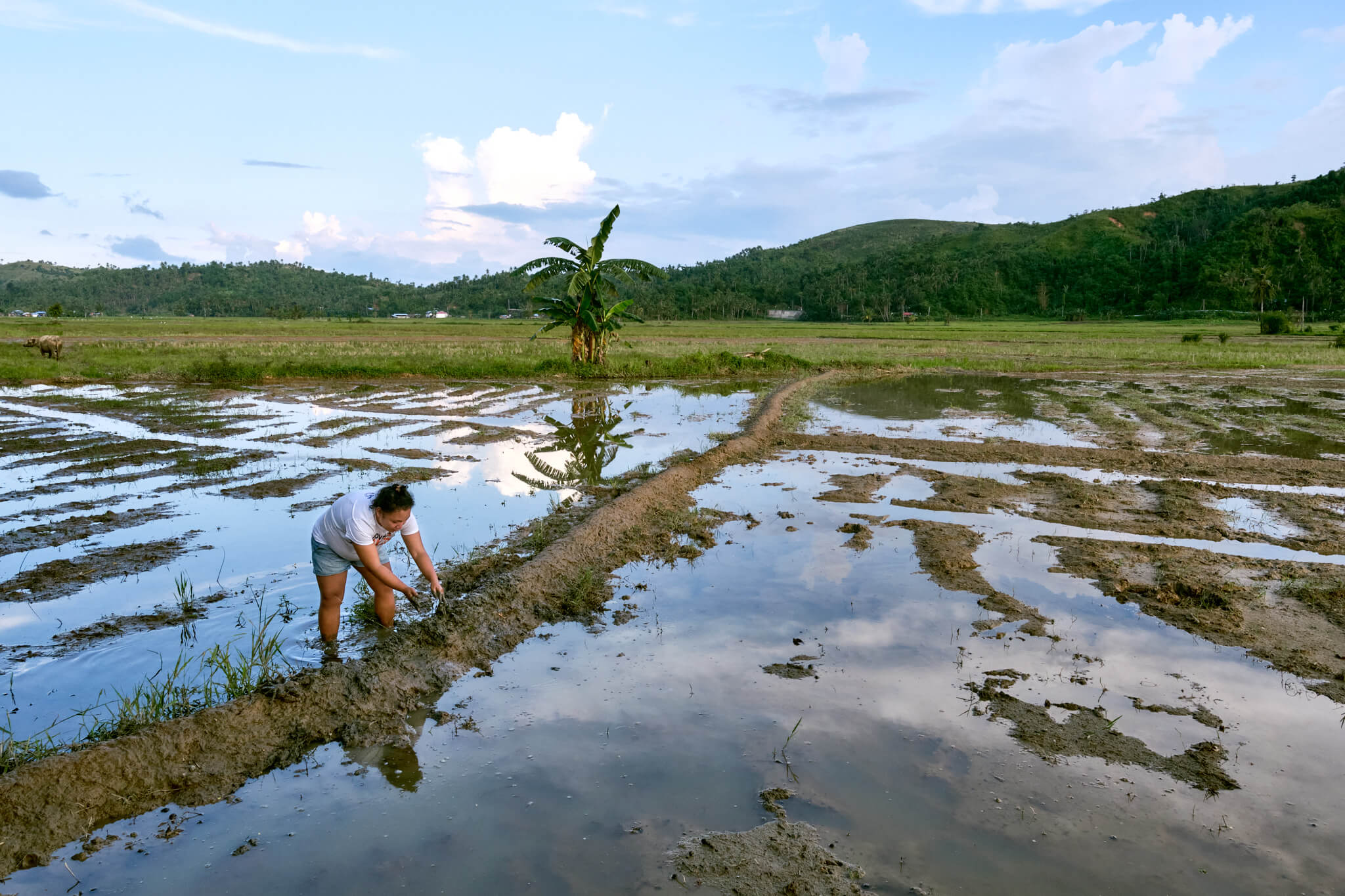 Rice Fields Philippines